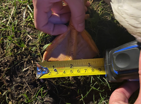 Avian Splints-Variety of sizes to choose from – Branscums 3D Printing